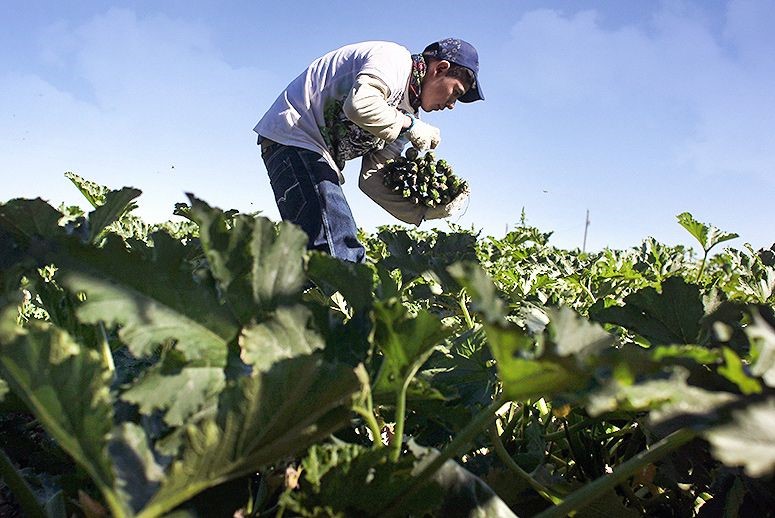Organic Farming in the U.S. Is Now Bigger Than Ever - St David Springs